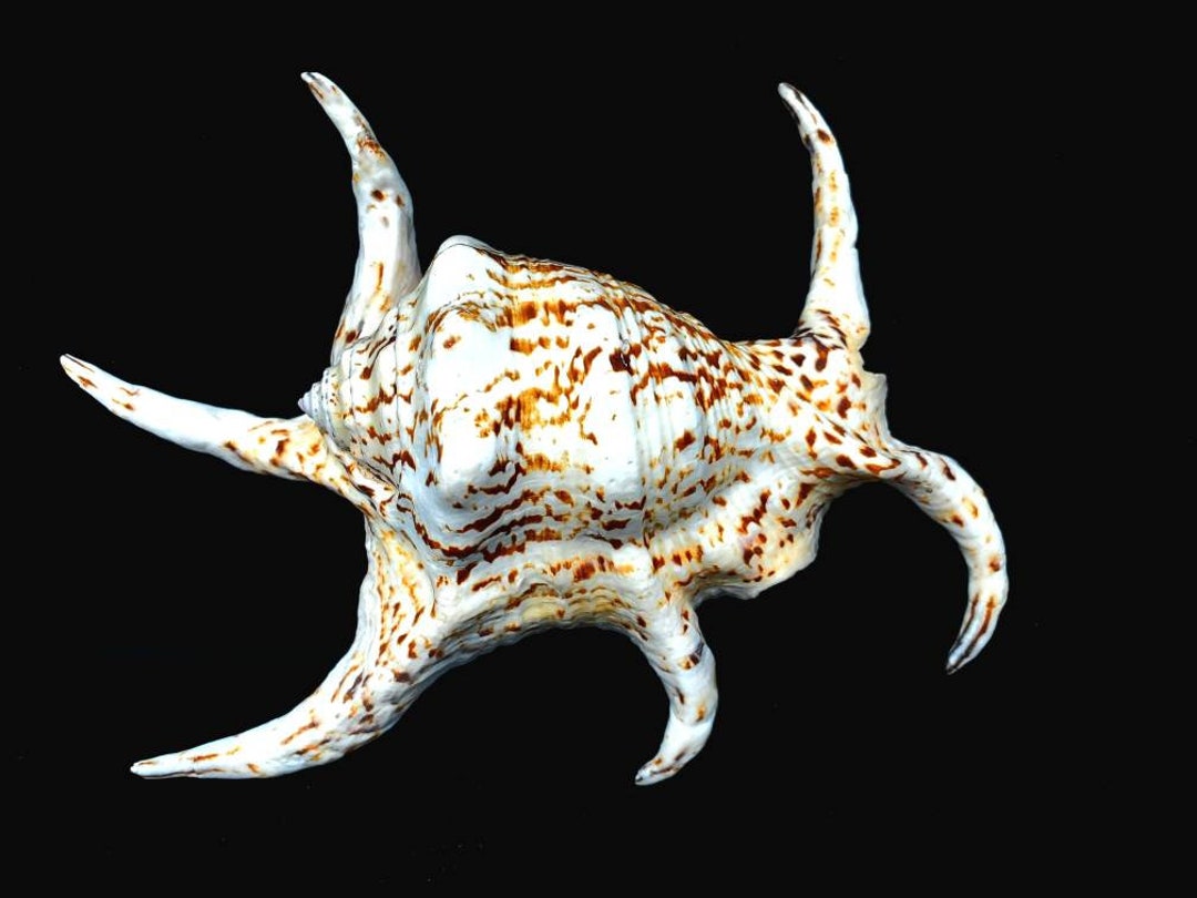 Sea Shell Chiragra Beach Home Decor Real Shell Single Shell 8 Inches ...