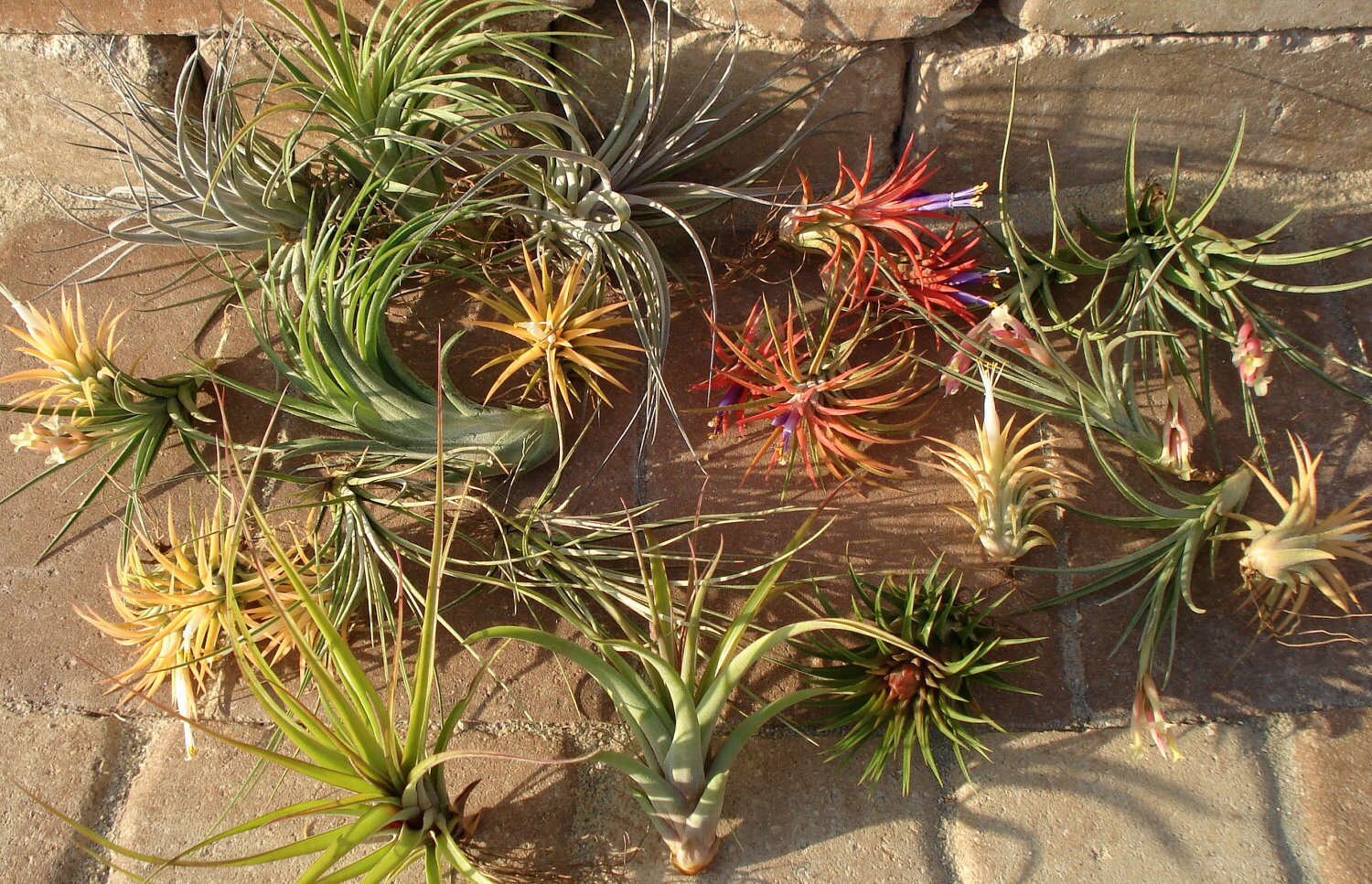 WHOLESALE Air Plant Mix of Three Airplant Tillandsia - Etsy