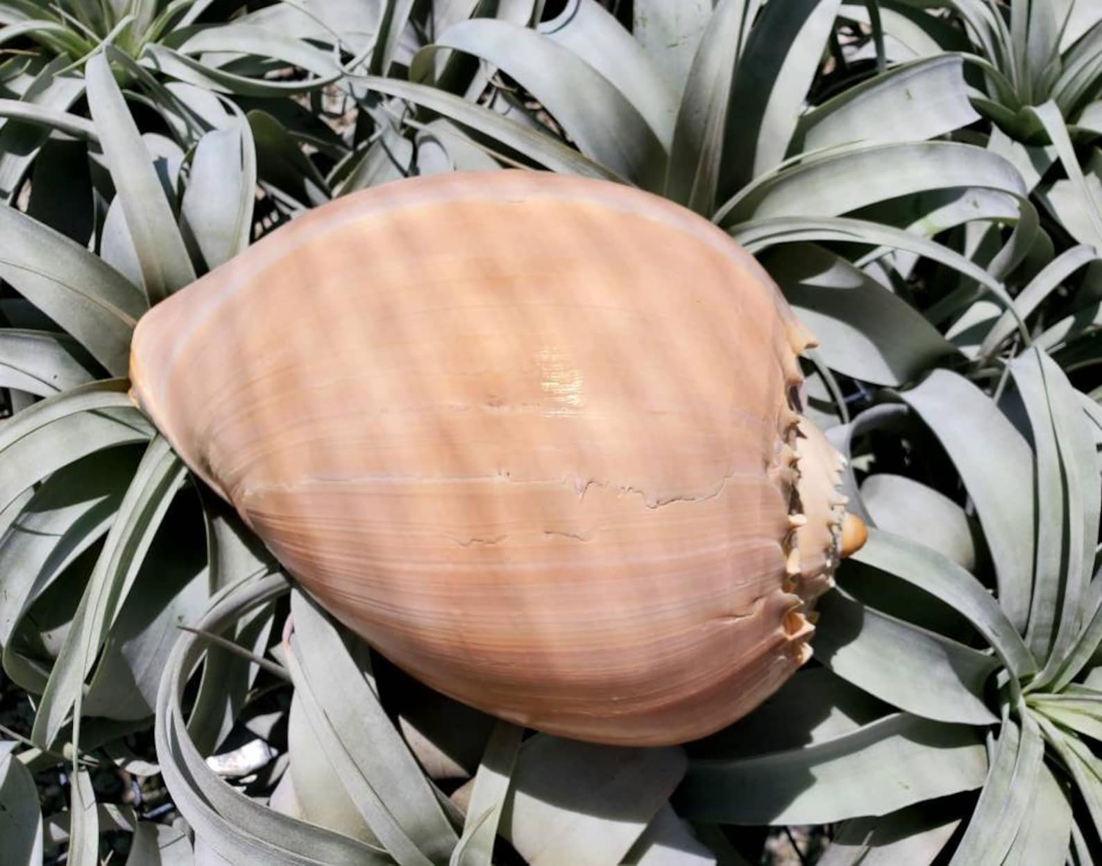 Sea Shell Melo Beach Home Decor Real Shell - Etsy
