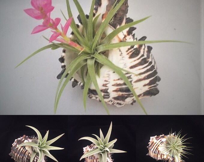 Air Plant in Black Murex Sea Shell Choose Your Plant Color and - Etsy