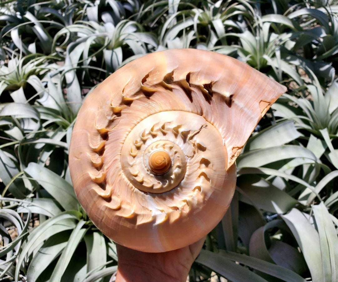 Sea Shell Melo Beach Home Decor Real Shell - Etsy