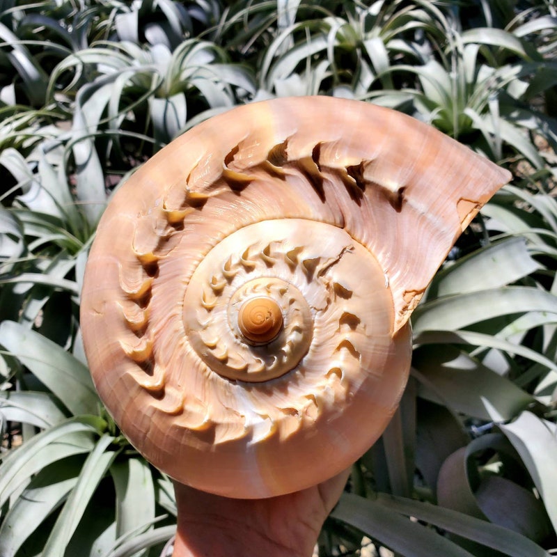 Sea Shell Home Decor - Etsy