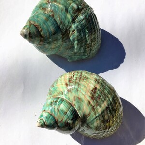 Turbo Solid Green 3 Bulk Pack of 6 Shell, Sea Shell, Seashell ...