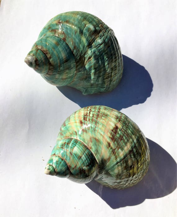 Turbo Solid Green 4 Shell Sea Shell Seashell - Etsy