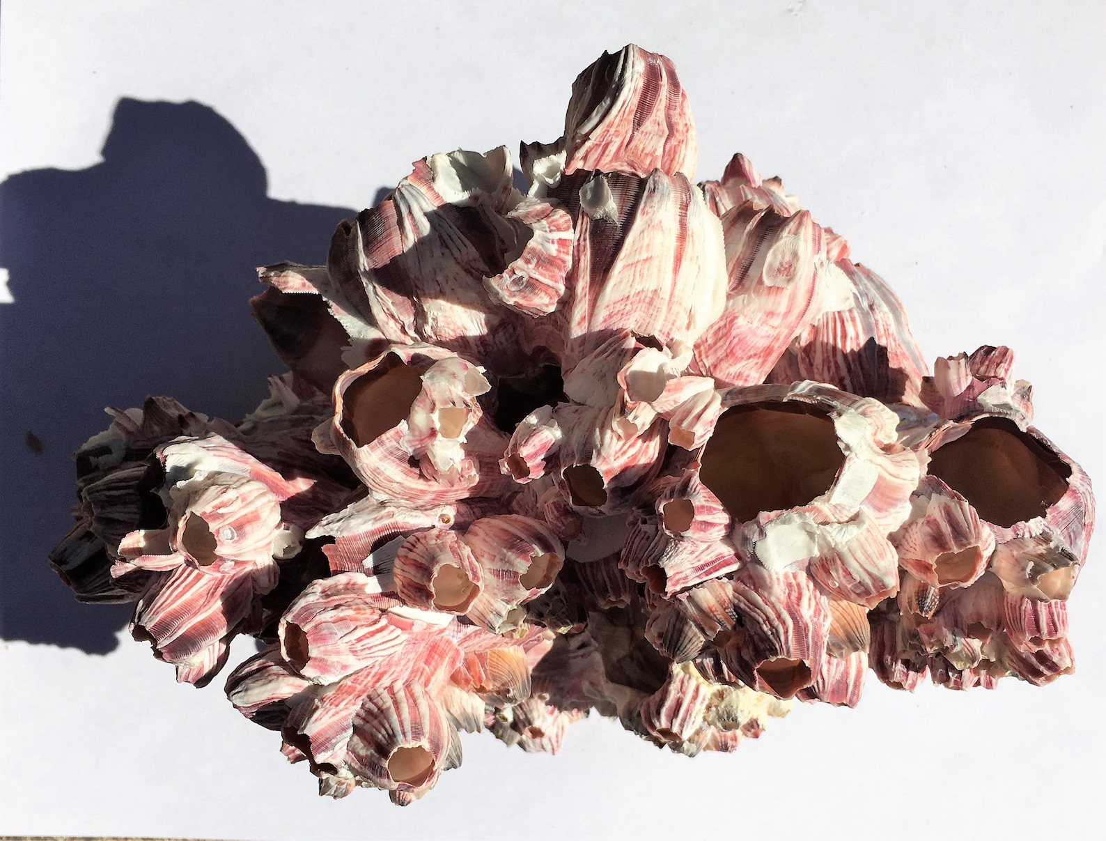 Barnacle Medium Small Planter Without Plants Shell Sea Shell - Etsy