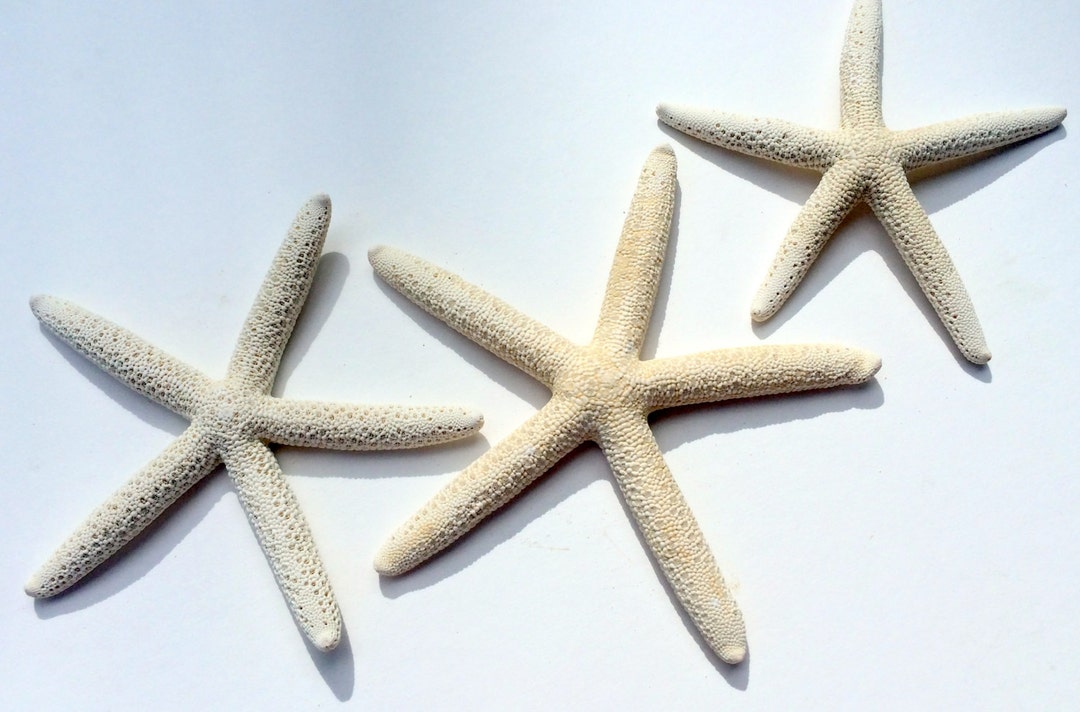 White Starfish 5"-6" White Finger Starfish Wholesale Starfish Beach ...