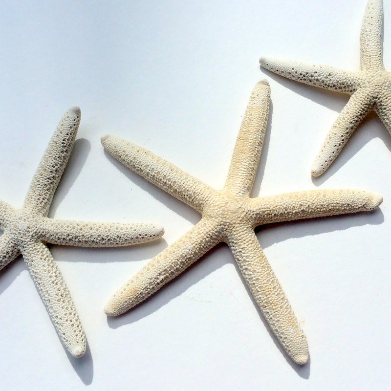 Starfish Decor - Etsy