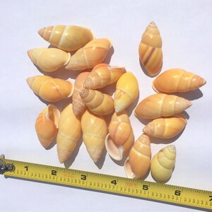 Land Snail Yellow Shell 12 Dozen, Sea Shell Seashell Beach Home Decor ...