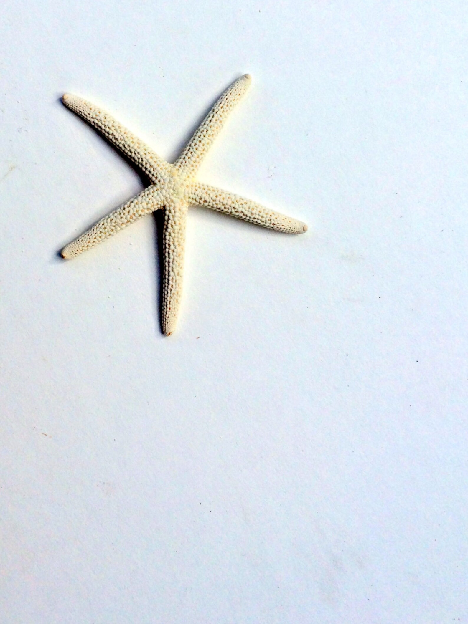 White Starfish 2-3 MIX OF 5 Perfect Little Addition to - Etsy