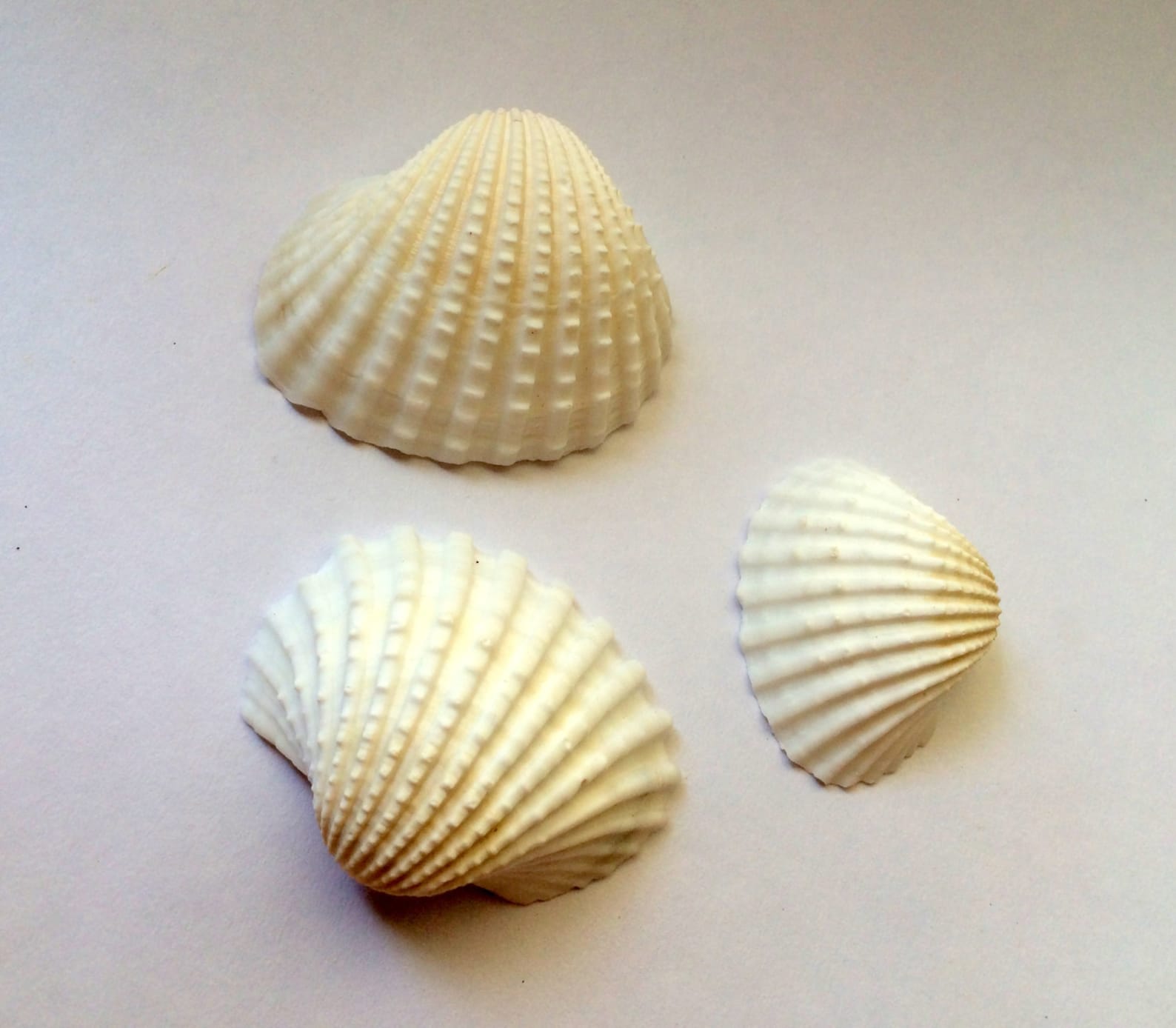 White Ark Shells Set of 3 Shell Sea Shell Seashell - Etsy