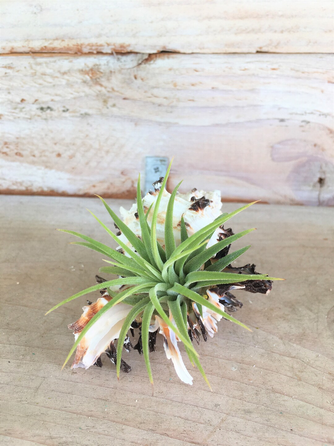 Air Plant Shell Garden: Iona Tillandsia, Seashell Planter - Etsy