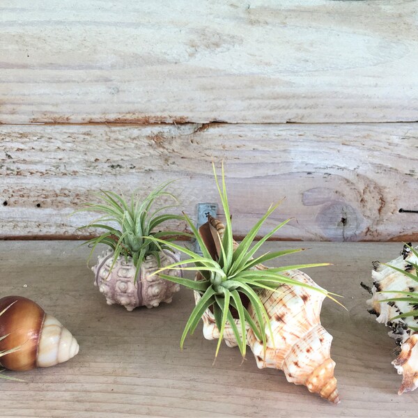 Air Plant Container - Etsy