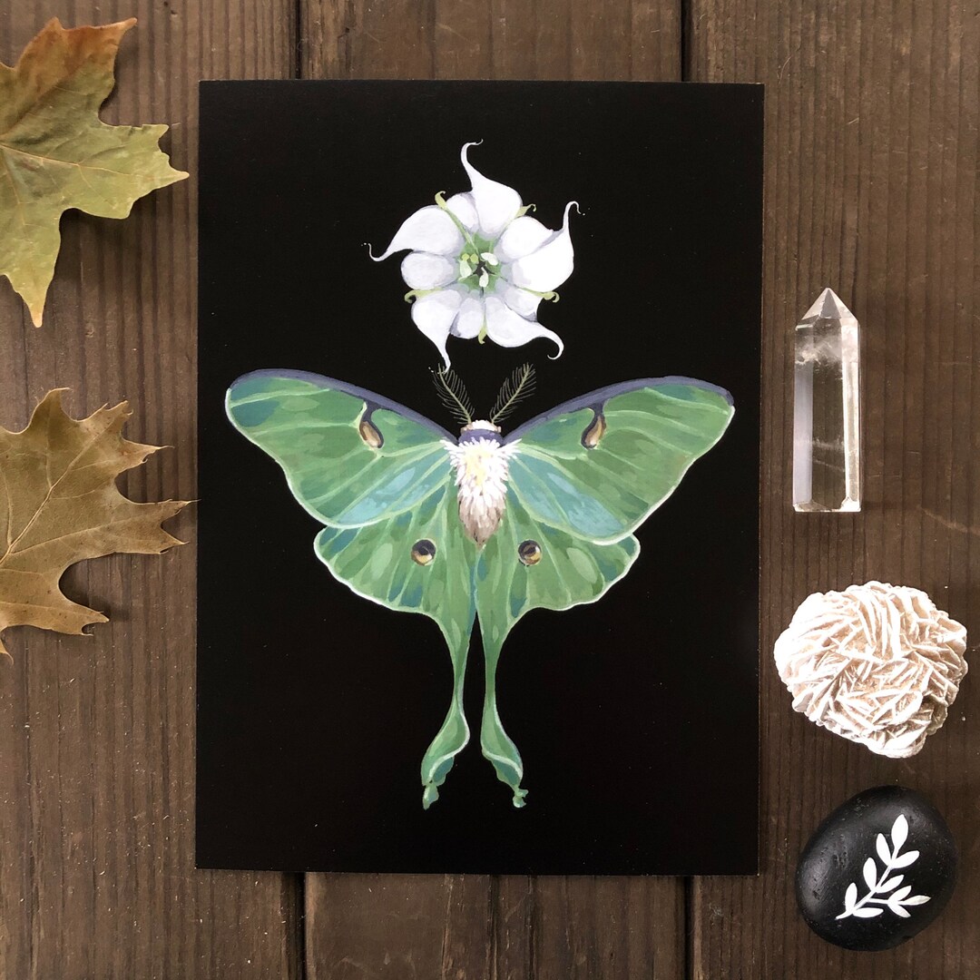 Moonflower Luna Moth Print - Etsy