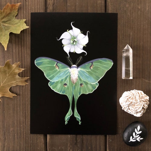 Luna Dreams Art Print Luna Moth Art Print Luna Moth Print - Etsy