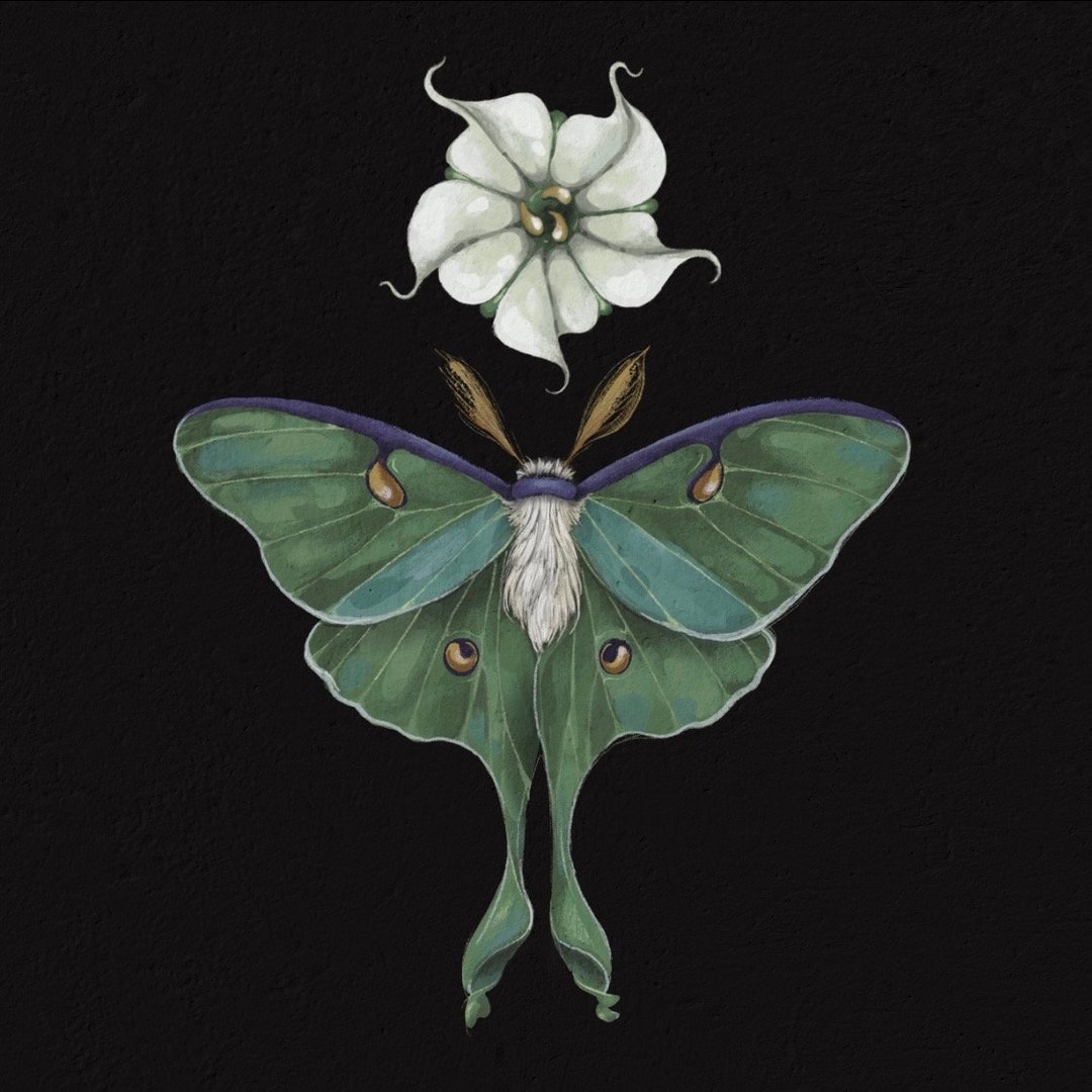 Moonflower Luna Moth - Print - Etsy