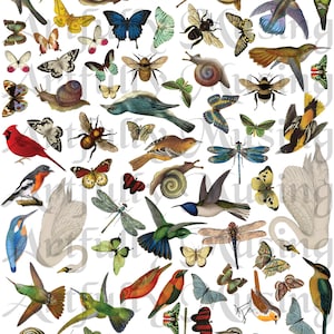 Nature's Creatures Collage Sheet- Digital Printable - Instant Download ...