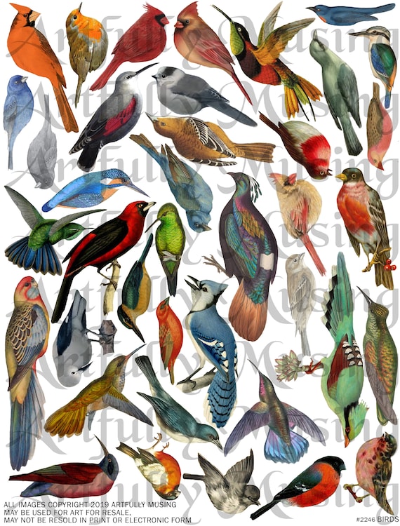 Birds Collage Sheet Digital Printable Instant Download - Etsy