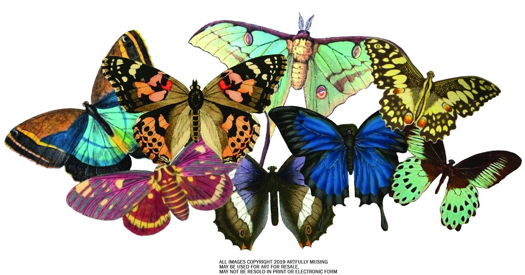 Butterflies & Moths - 26 Separate Images - Digital Image Set Clip Art ...