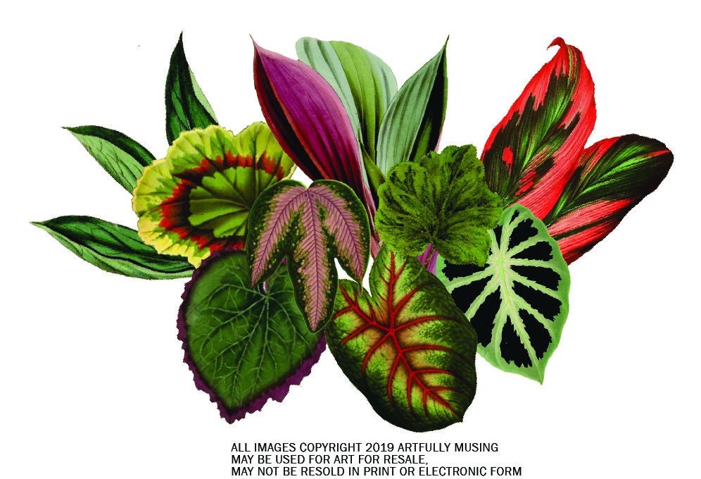 Miniature Leaves 45 Separate Images Digital Image Set Clip - Etsy Canada