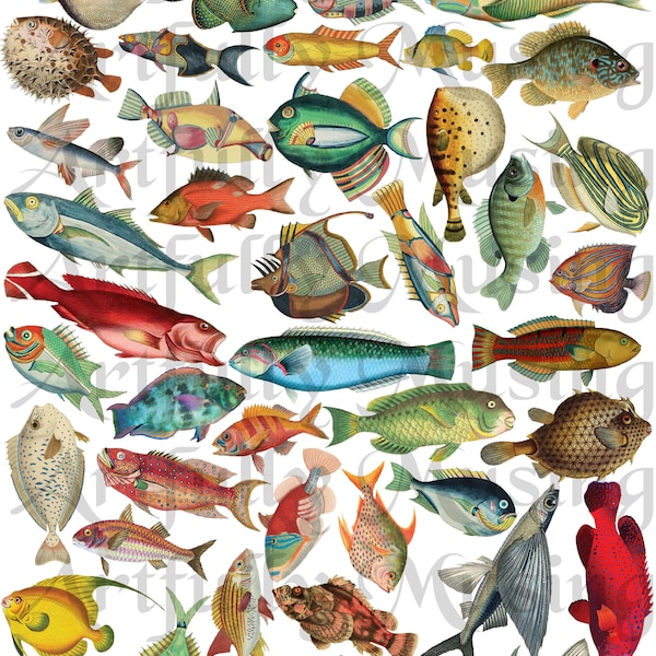 Fish Collage - Etsy
