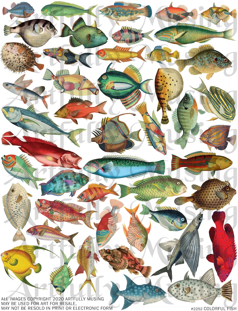 COLORFUL FISH Collage Sheet Digital Printable Instant - Etsy