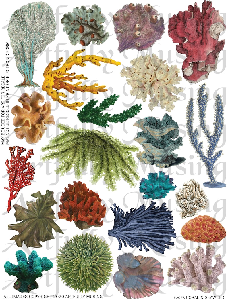 CORAL & SEAWEED Collage Sheet Digital Printable Instant - Etsy