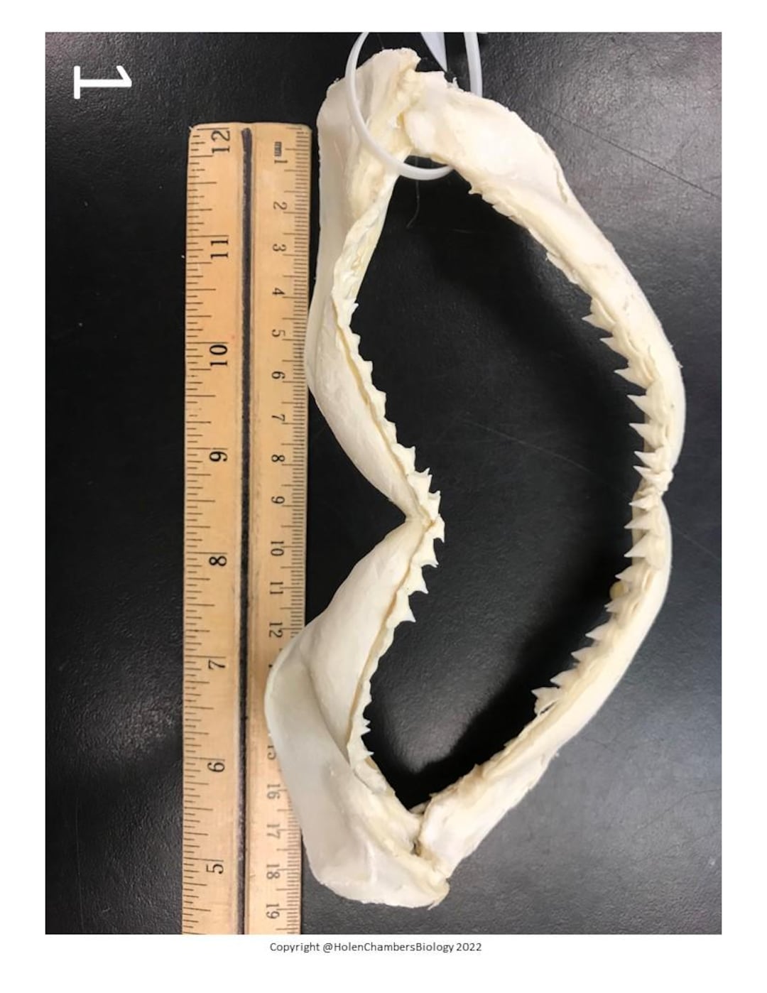 Biology Lab - Evolution/ecology: Shark Jaw Variation - Etsy