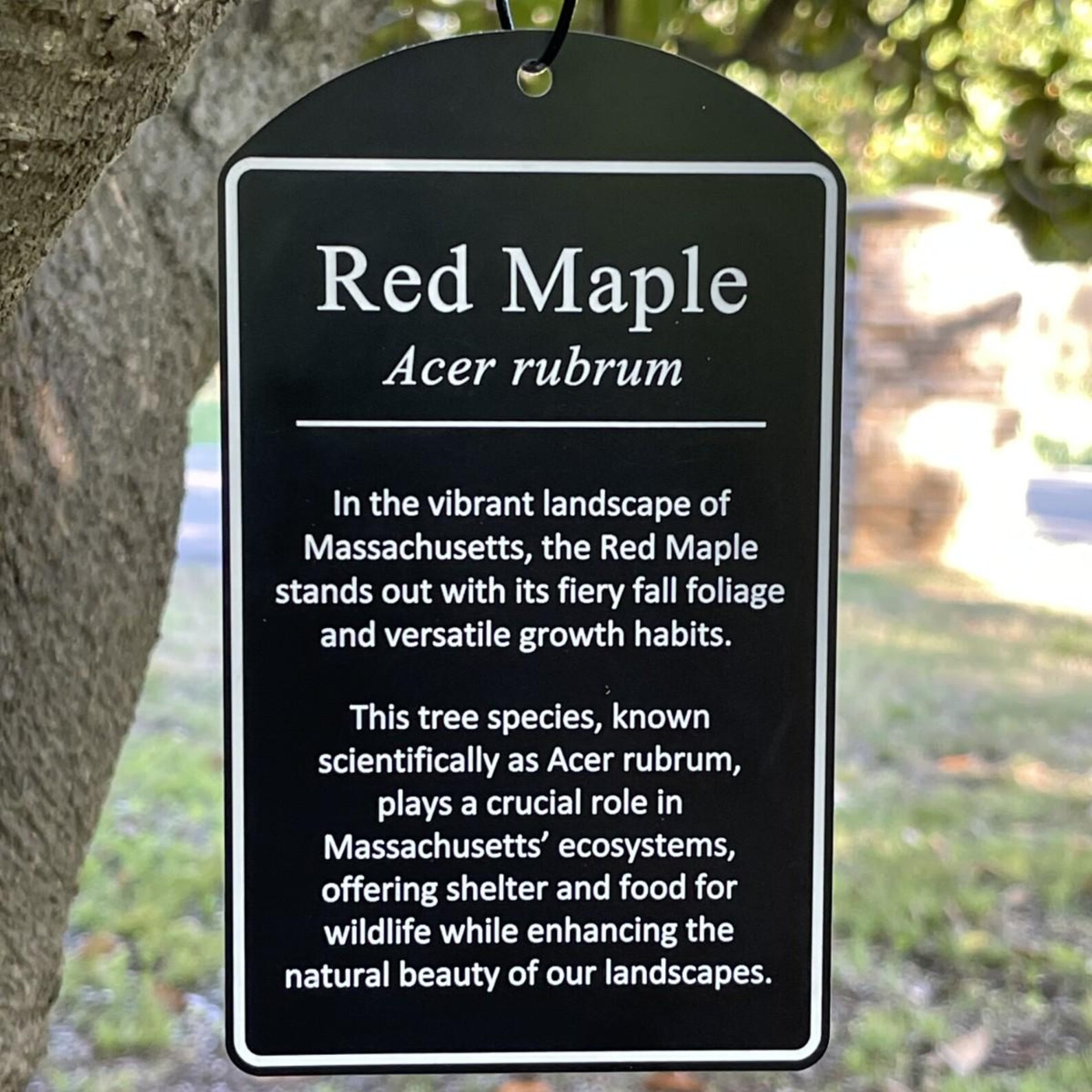 Custom Engraved Acrylic Tree Plaque | Personalized Garden Marker - Etsy
