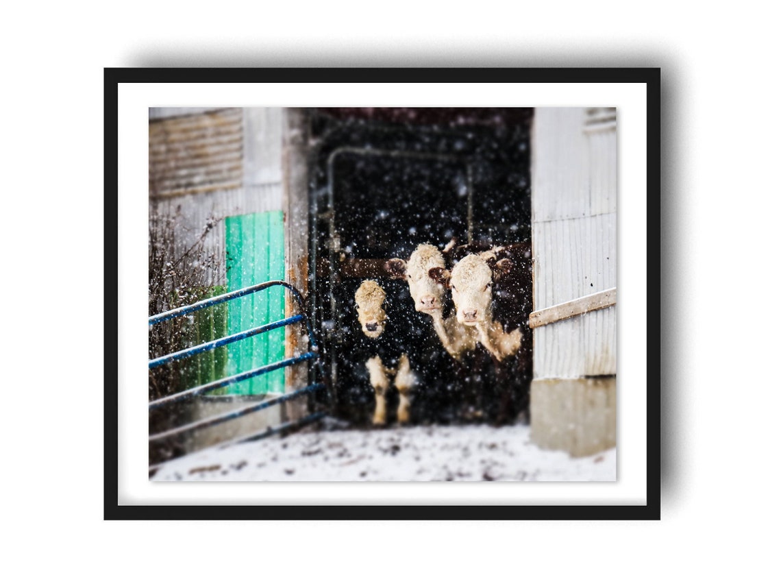 Snowy Cow Art Print, Farmhouse Decor Print, Abstract Winter Art ...