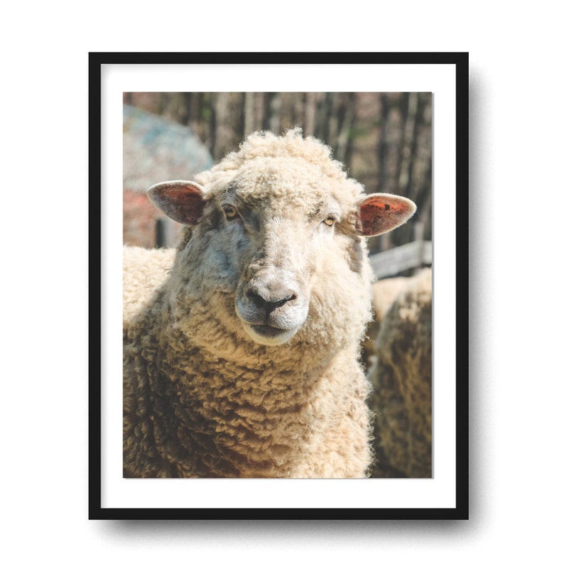 Sheep Art Print Sheep Wall Art Sheep Photo Art Sheep - Etsy