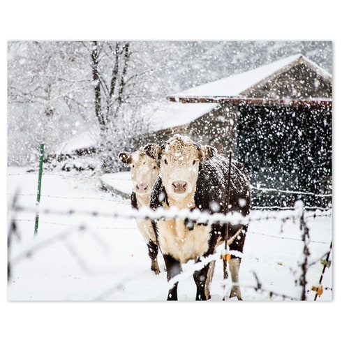 Cow Print Cow Art French Country Decor Farmhouse Decor - Etsy