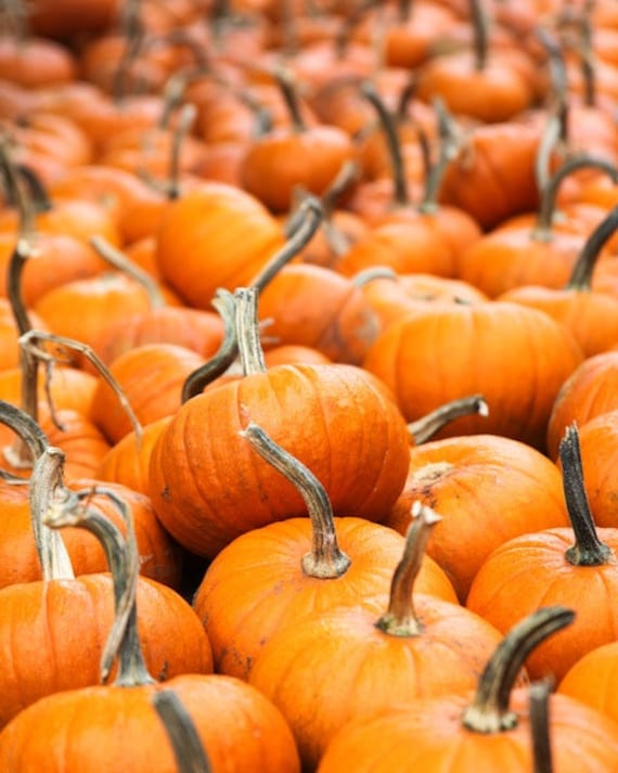 Pumpkins October November Thanksgiving Harvest Decor Pumpkins | Etsy