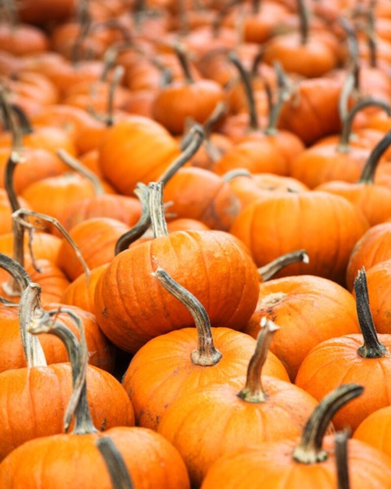 Pumpkins October November Thanksgiving Harvest Decor Pumpkins - Etsy