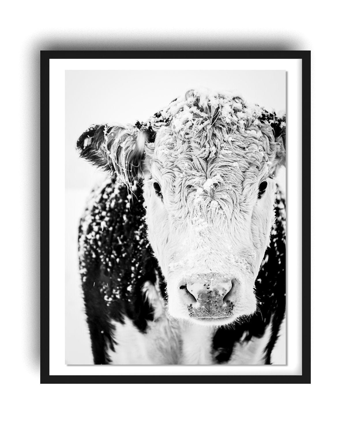 Cow Photography Black And White