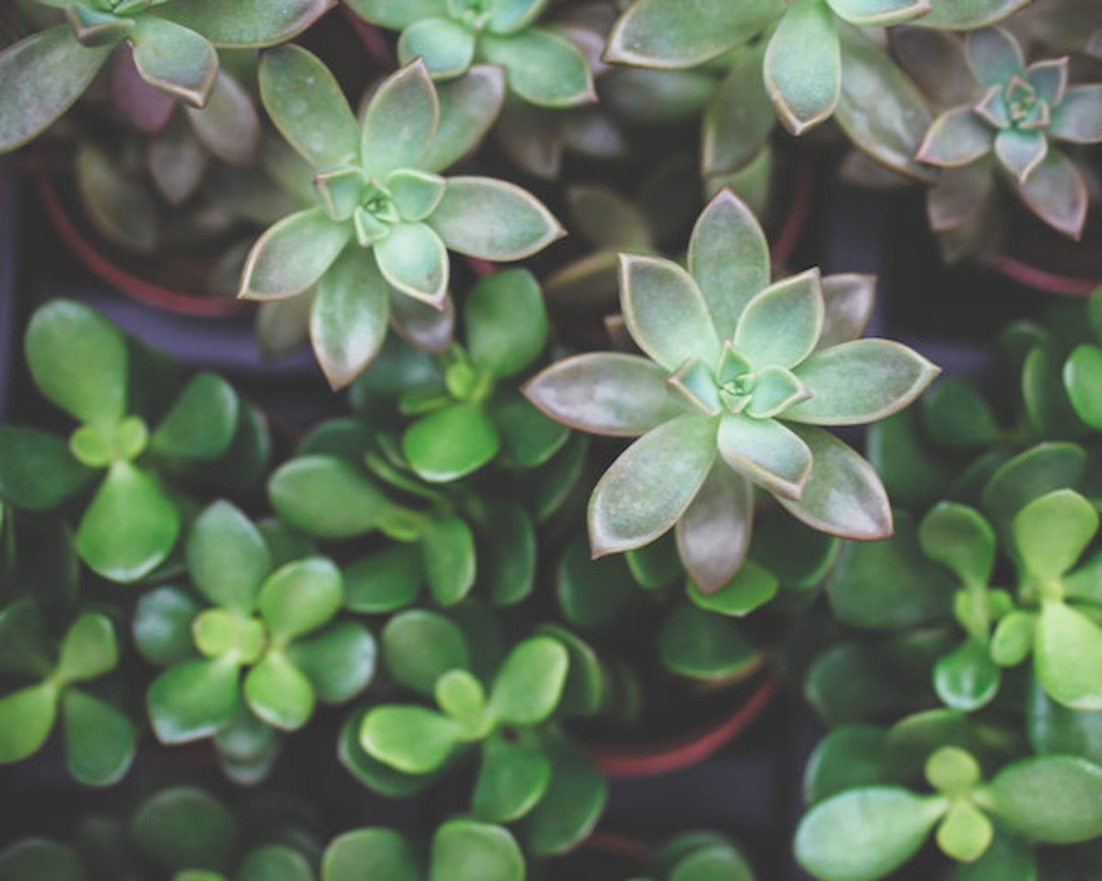 Green Succulent Garden Smooth Leafed Cactus Cacti Olive Pastel Green ...