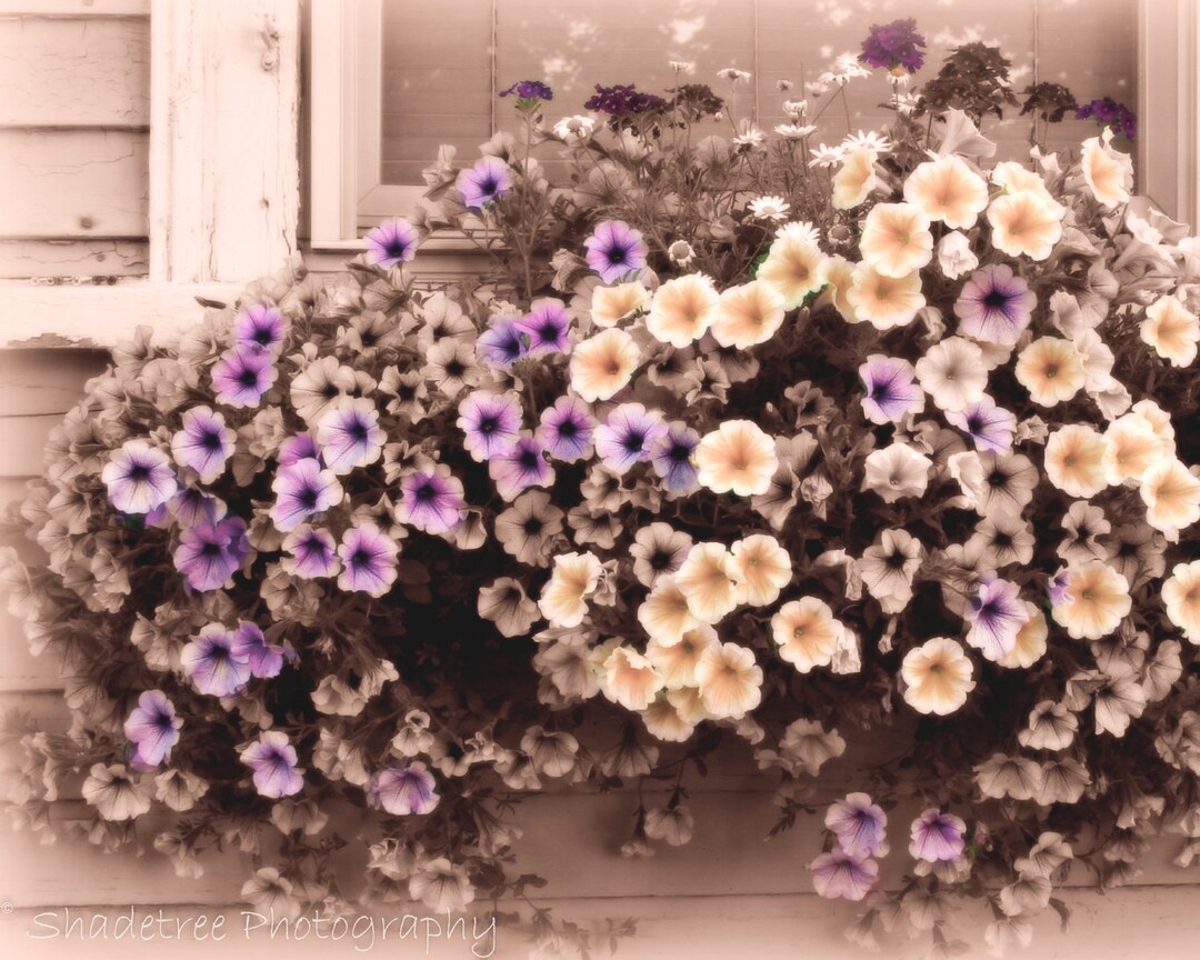 Flower Window Box Art Print, Floral Photo, Floral Art Print Wall Decor ...