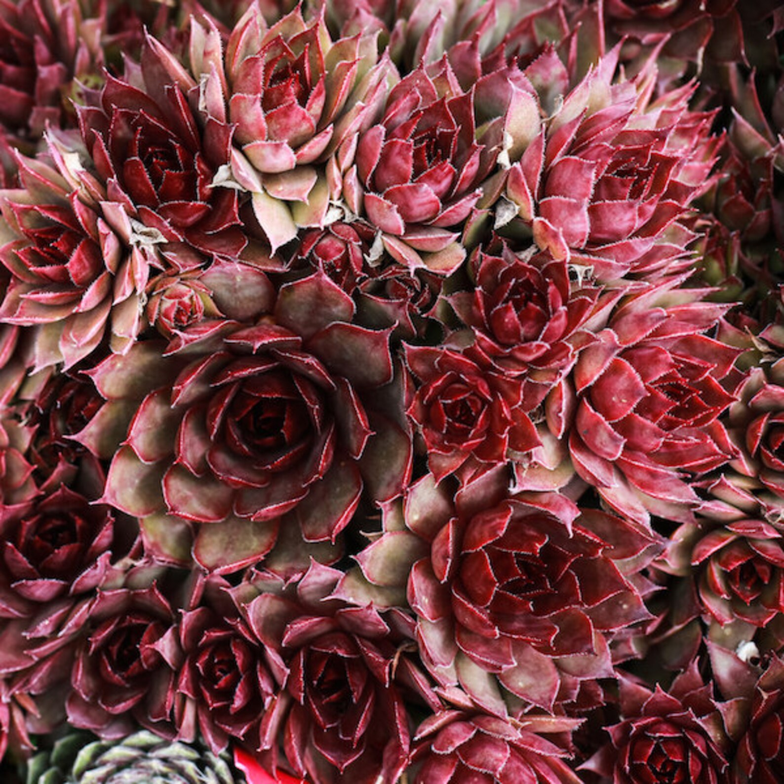 Red Cacti Cactus Succulent Desert Red Cactus Garden Botanical - Etsy