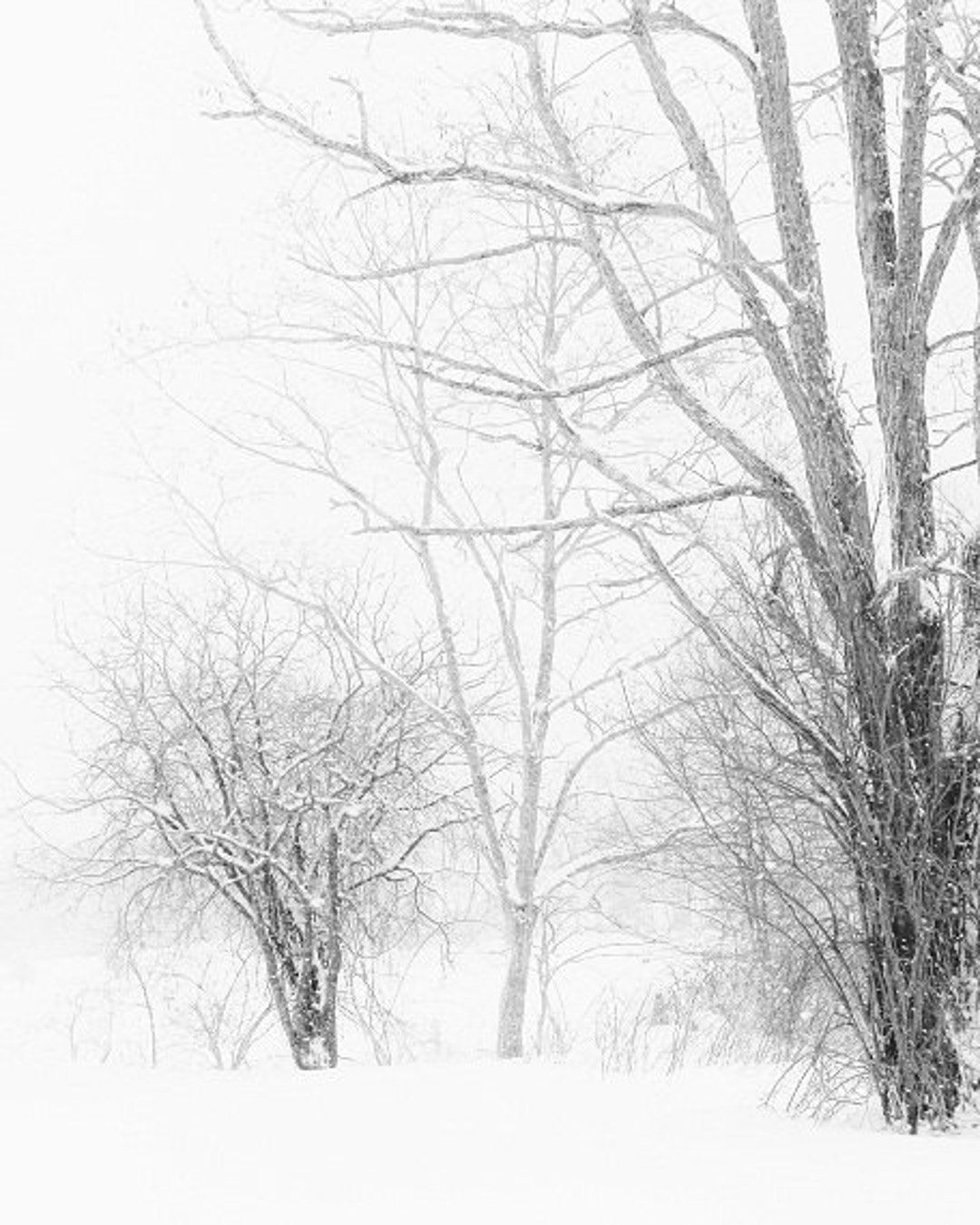 Winter Landscape Snowy Trees Lace Minimal Rustic White Gray Grey Snow ...