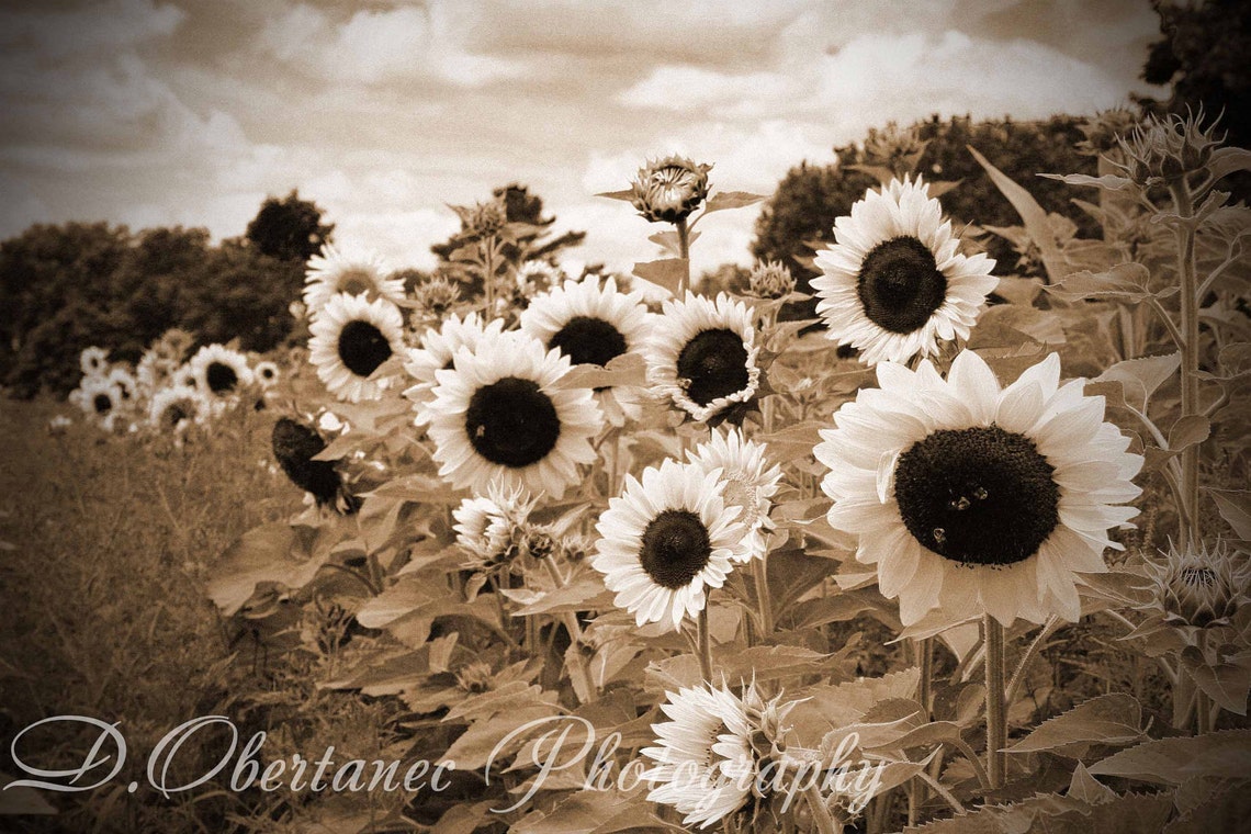 Sunflower Fields Sepia Farmhouse Decor Country Field | Etsy