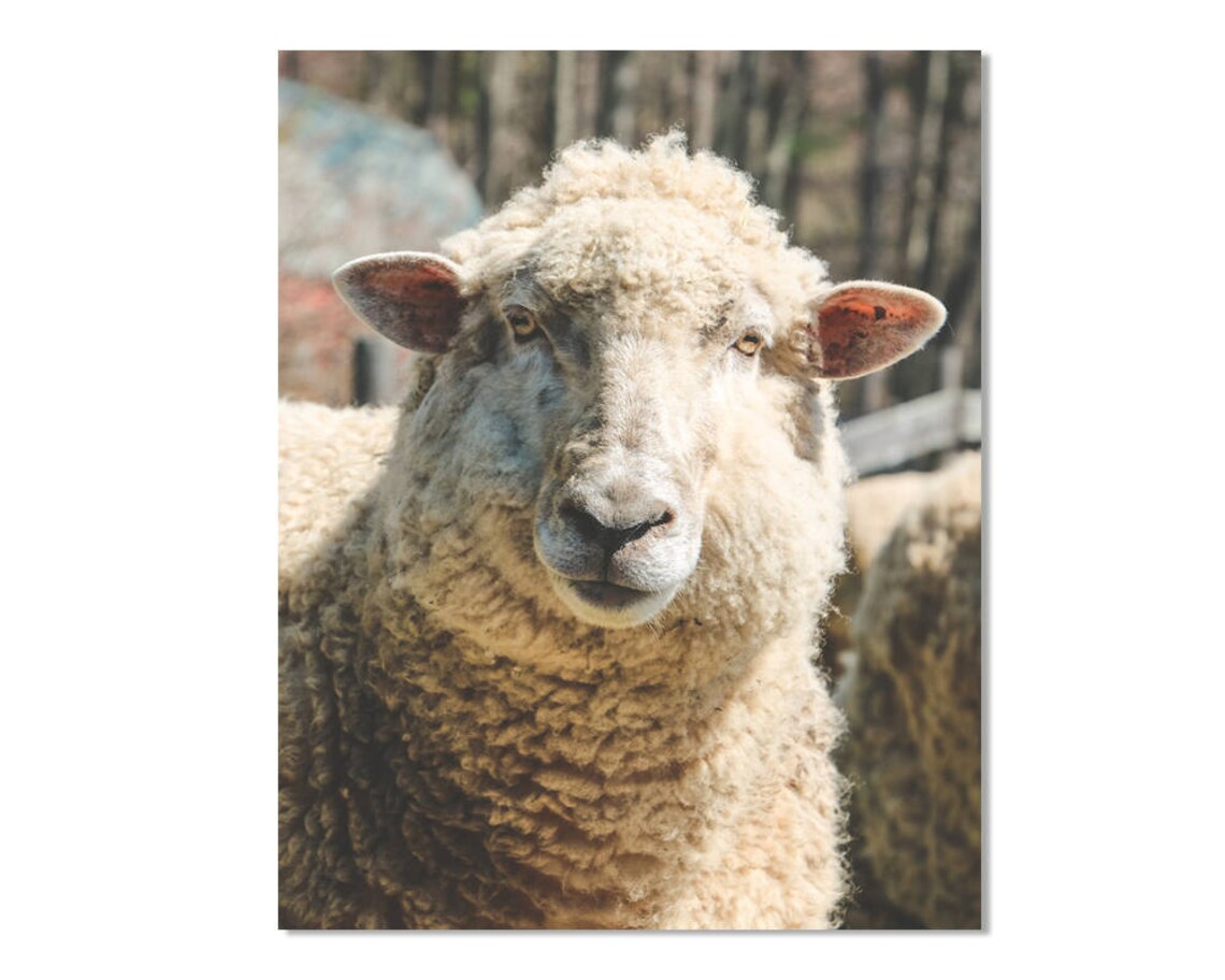 Sheep Art Print Sheep Wall Art Sheep Photo Art Sheep - Etsy