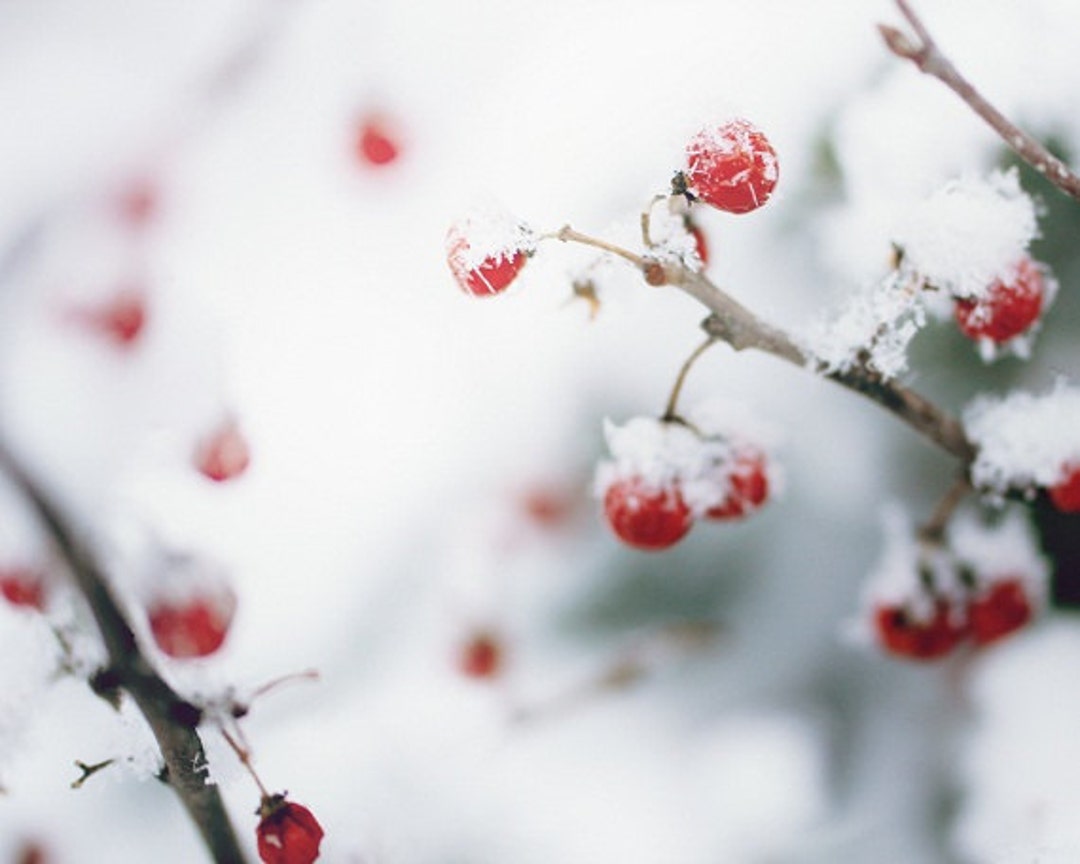 Winter Berries in the Snow, Red Berries Photo Print, Rustic Winter Snow ...
