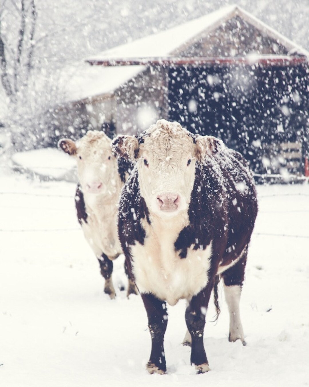 Cow Print, Cow Art, French Country Decor, Farmhouse Decor, Farmhouse ...