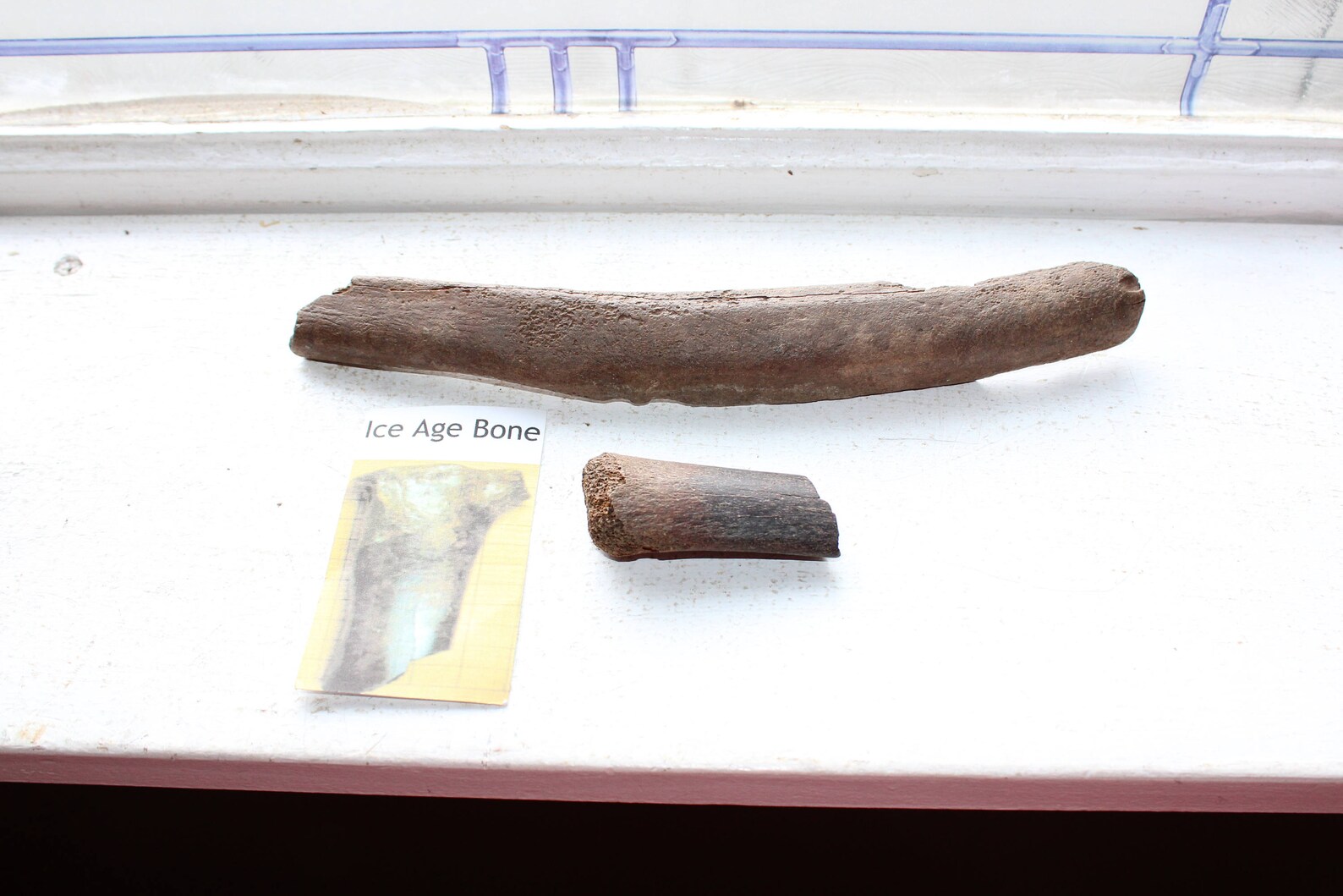 2 Ancient Ice Age Bones Pleistocene Era Rib Bones | Etsy