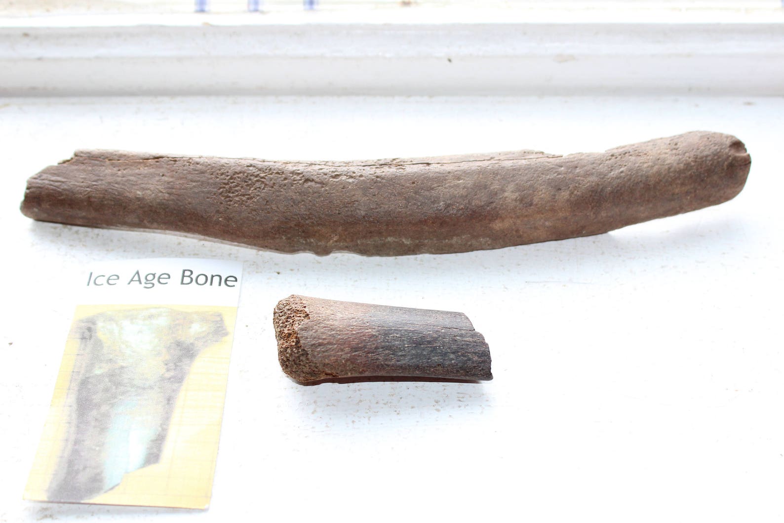 2 Ancient Ice Age Bones Pleistocene Era Rib Bones | Etsy