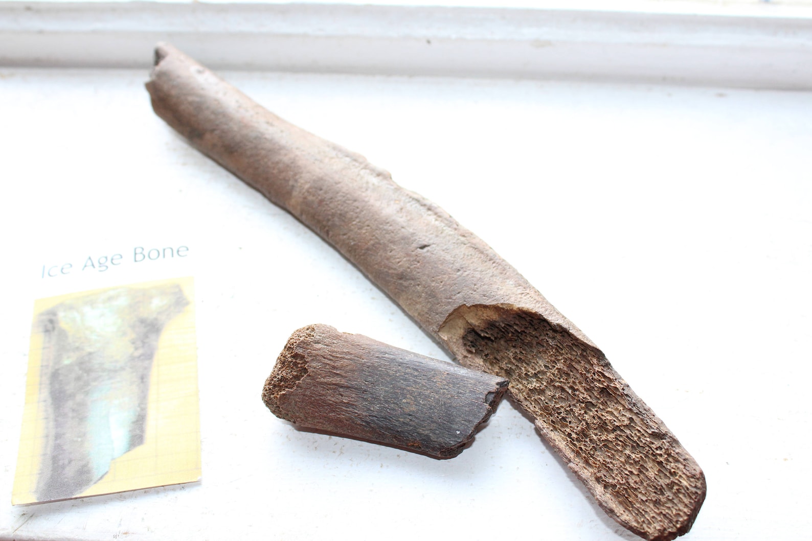 2 Ancient Ice Age Bones Pleistocene Era Rib Bones | Etsy