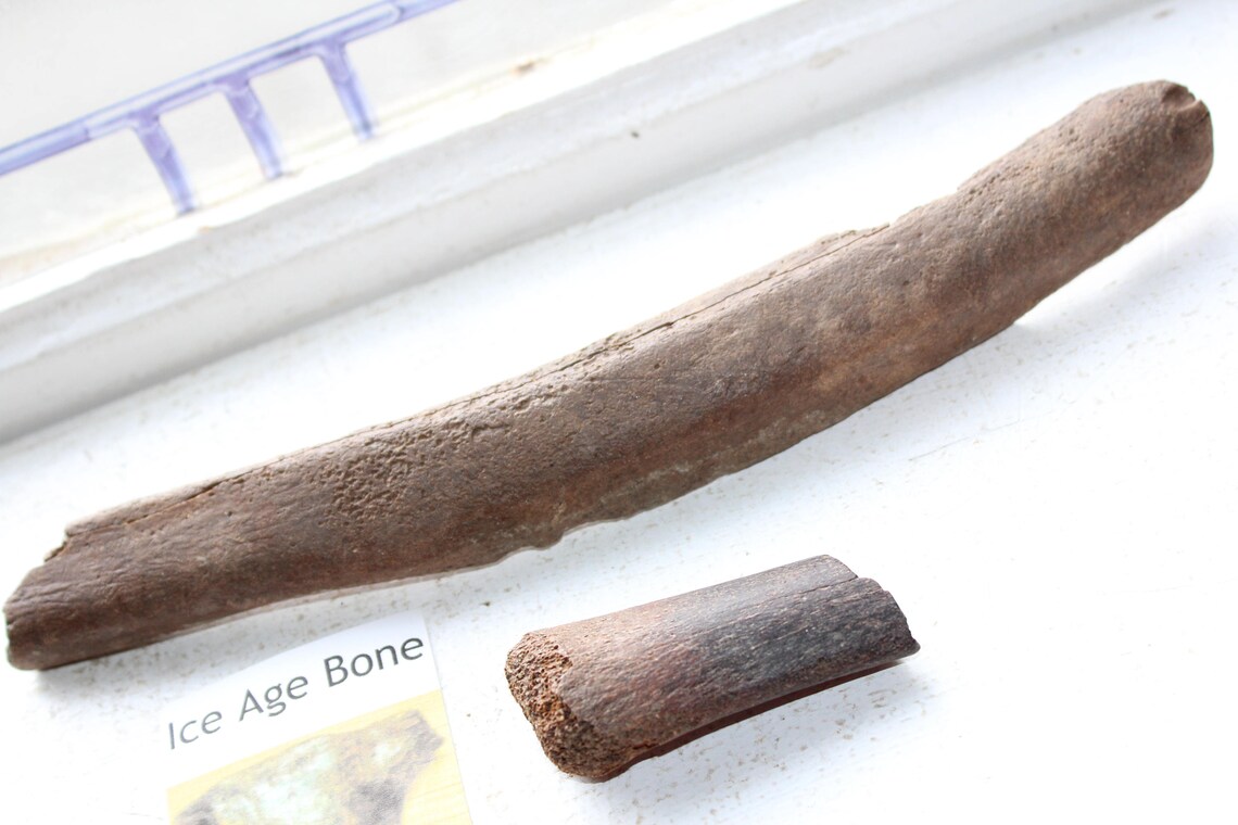 2 Ancient Ice Age Bones Pleistocene Era Rib Bones | Etsy