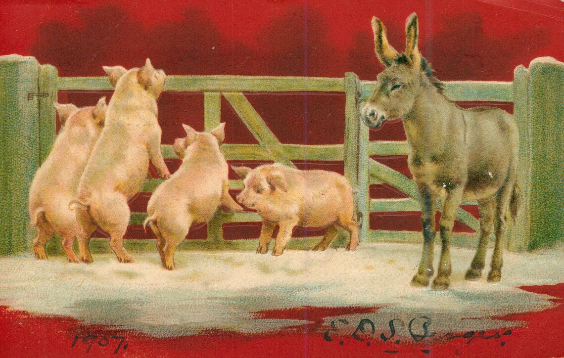 Vintage Postcard, Pigs and Piglets With Donkey on a Farm, 1907 - Etsy