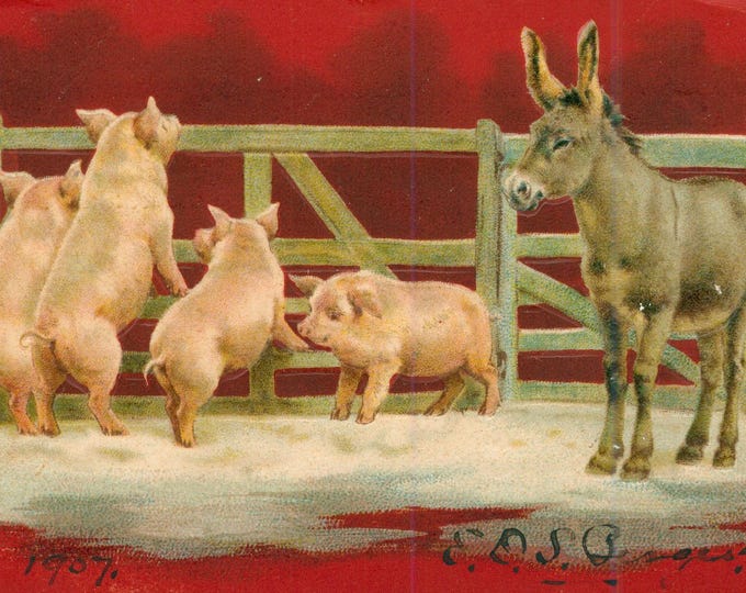 Vintage Postcard, Pigs and Piglets With Donkey on a Farm, 1907 - Etsy
