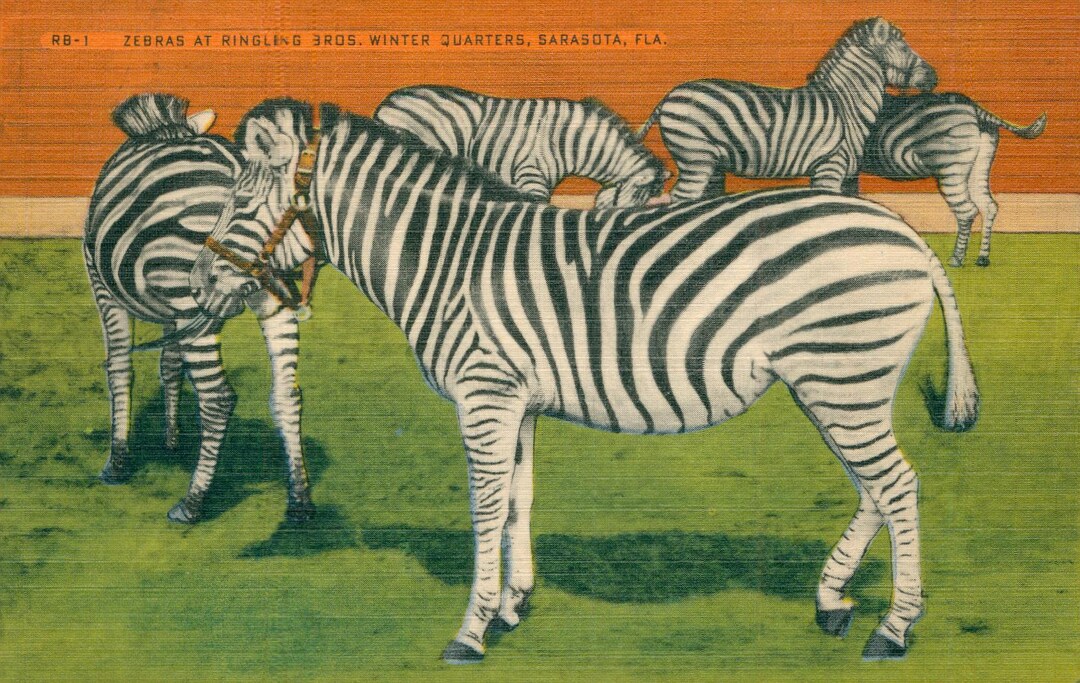 Linen Postcard, Sarasota, Florida, Zebras at Ringling Brothers Winter Quarters - Etsy