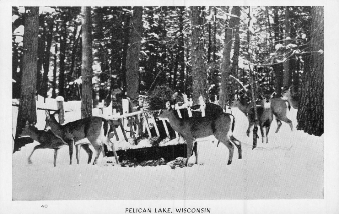 Real Photo Postcard, Pelican Lake, Wisconsin, Deer in Woods, Oneida ...